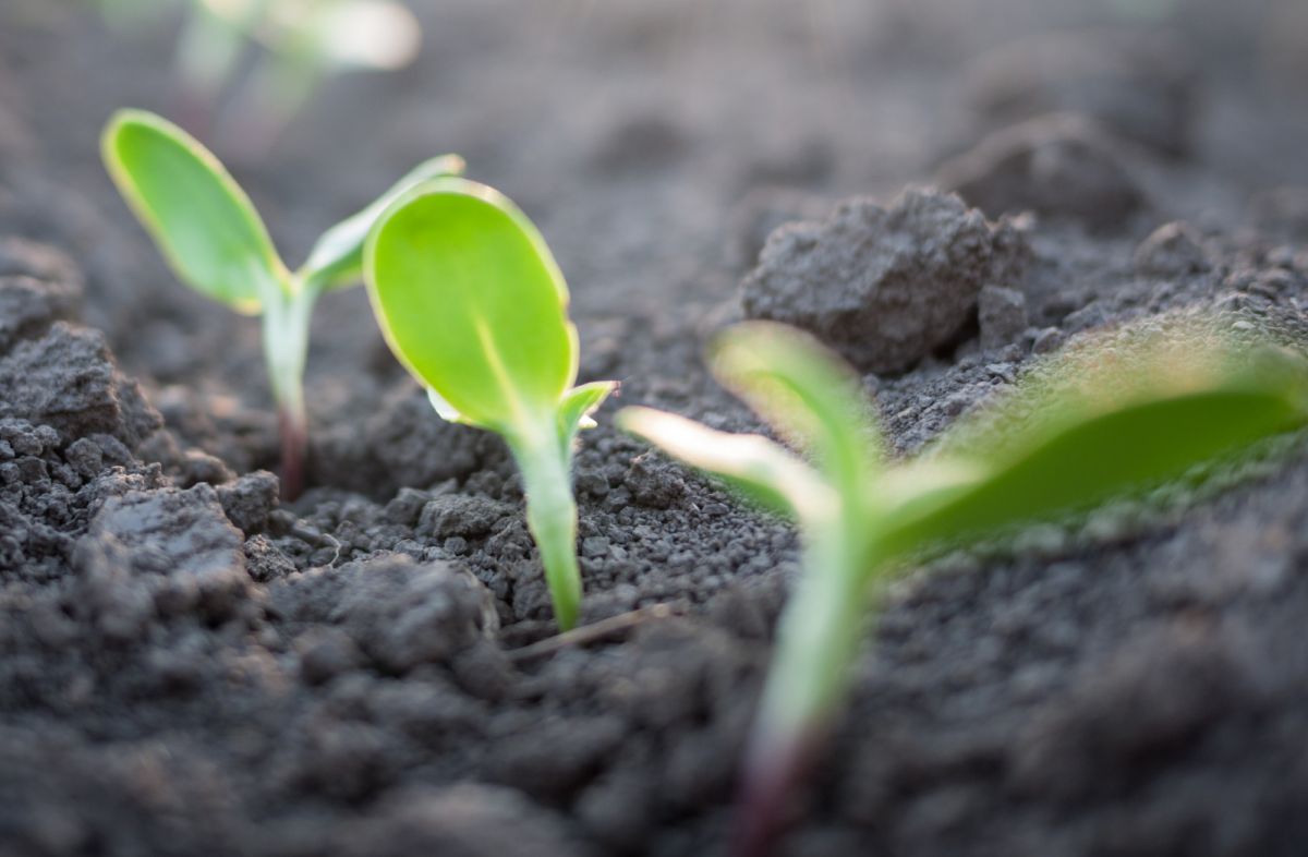 How to Achieve Healthy Growth | Sunzer Consulting Group